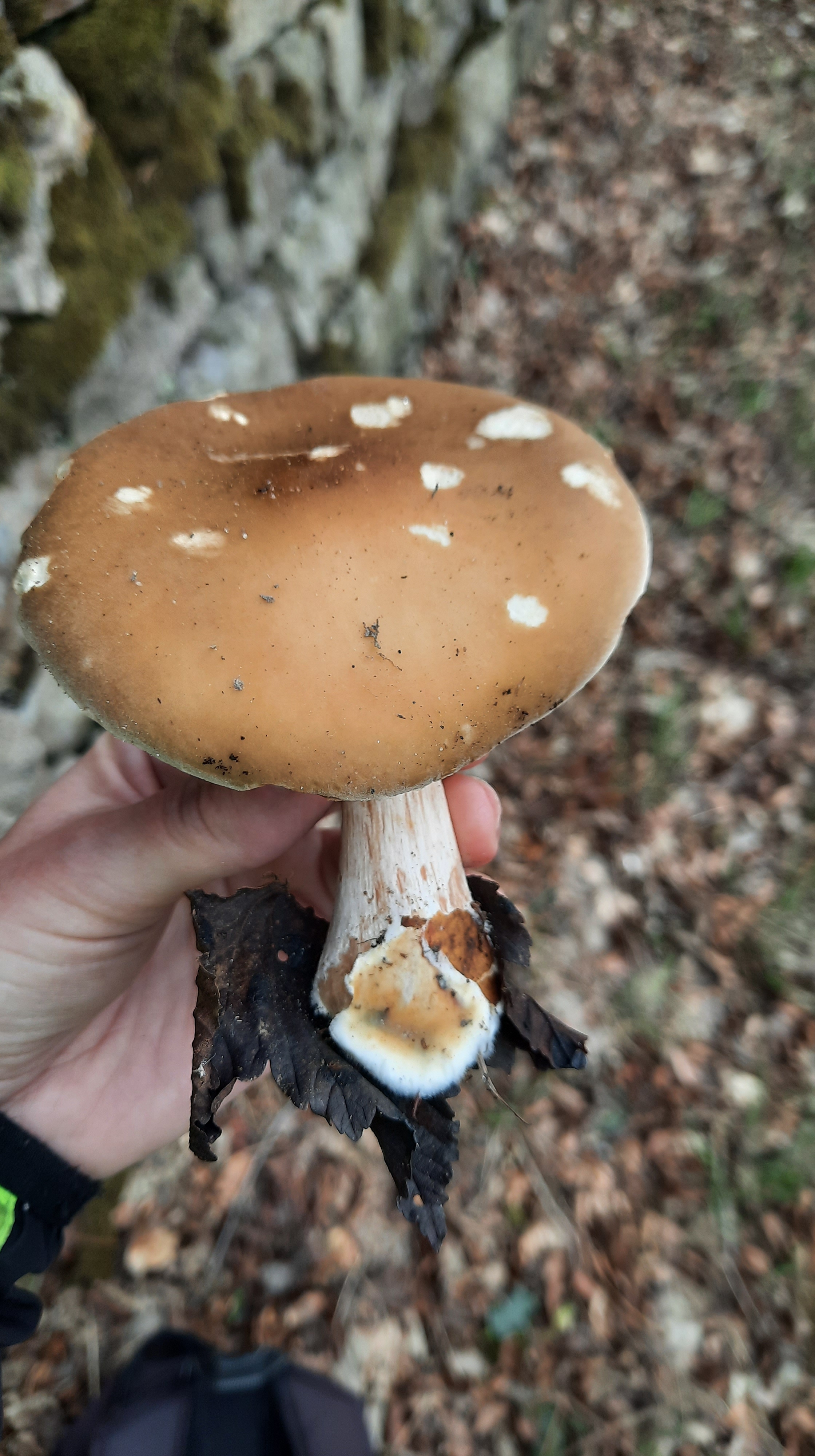 ‘Shopping’ without a list – The healthy forager