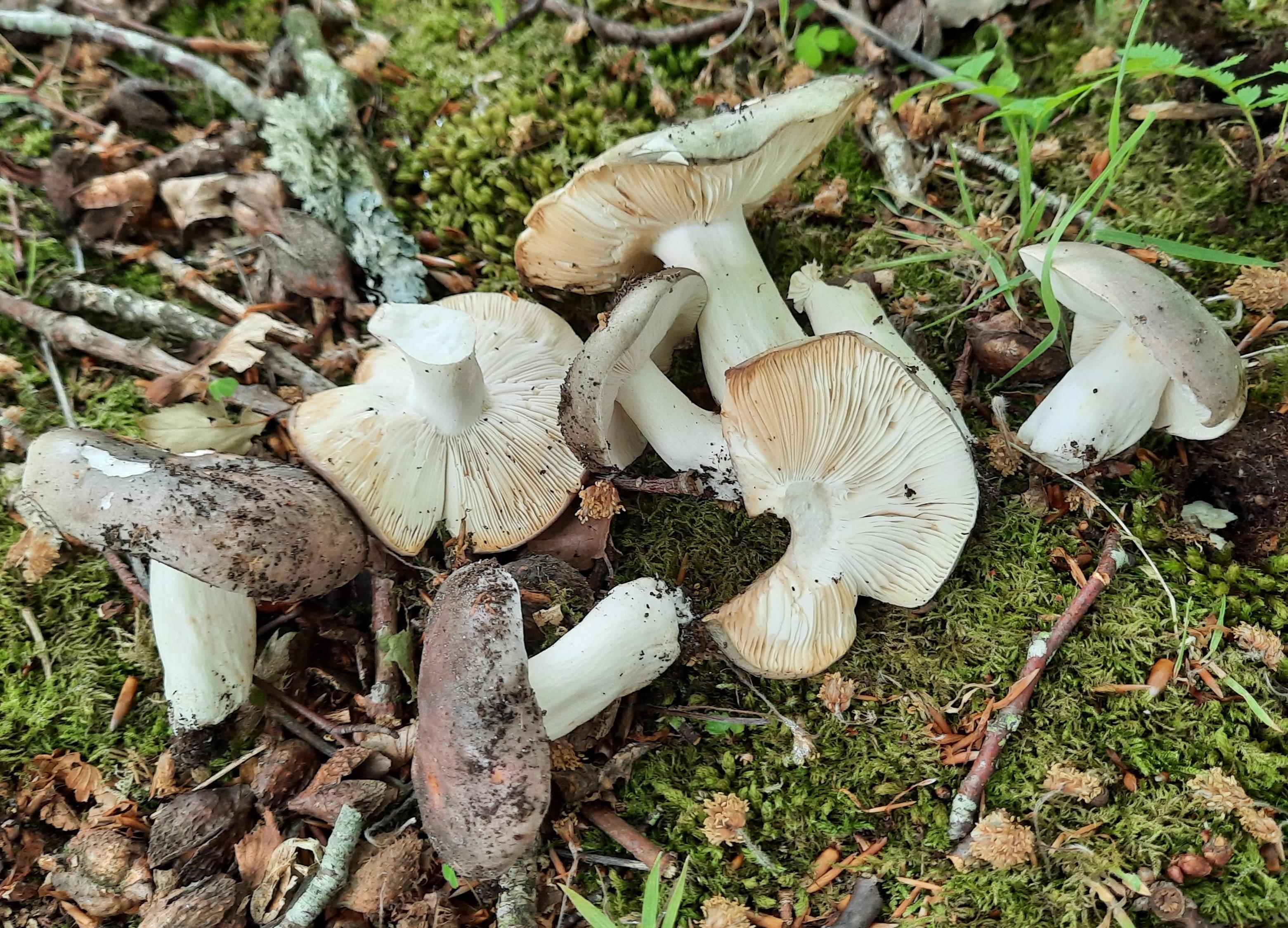 The Russula genus – The healthy forager