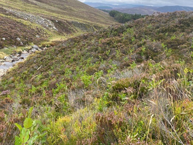 250 Trees – The healthy forager